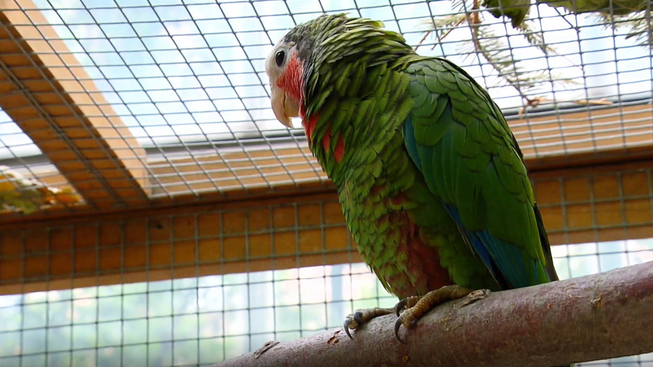 Chov papouška amazoňana kubánského | Rady ptáka Loskutáka | Stream
