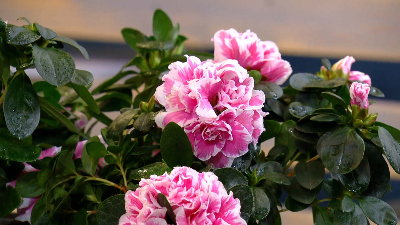 Pokojové rostliny Azalky a Petr Rychlý v Loskutákovi | Stream